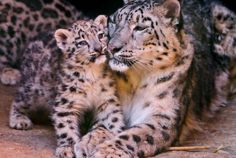 Guvernul sud-african a decis sa nu elibereze niciun permis pentru ...