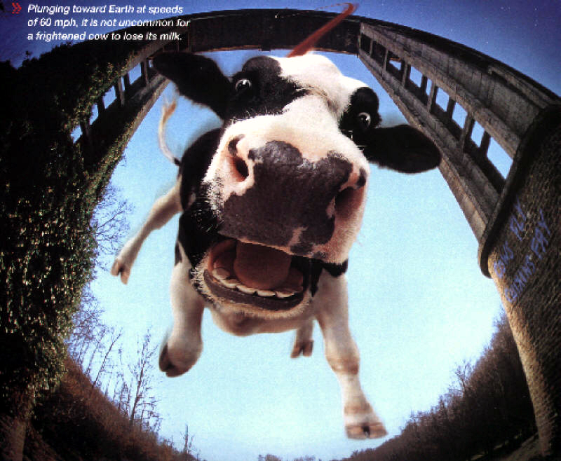 bungee_jumping cow - Animal Zoo