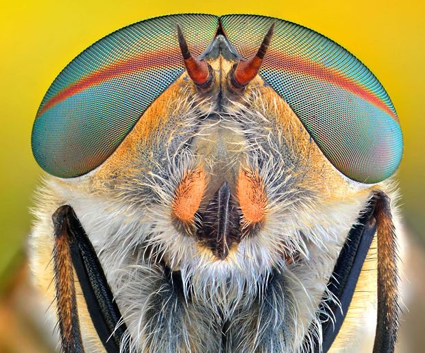 Macro fotografii! Insectele vazute de aproape sunt chiar simpatice!