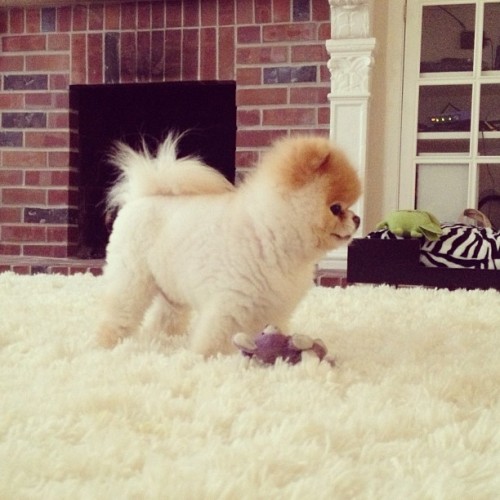 Boo, alt câine care a isterizat internetul