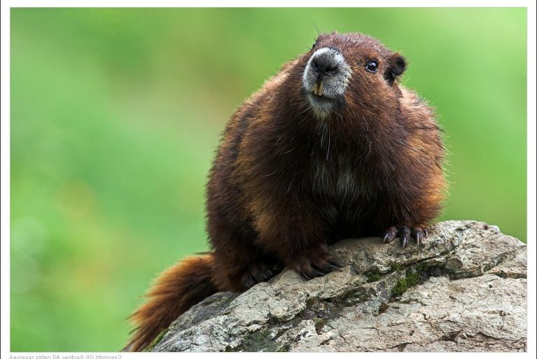 A MURIT răpus de CIUMA BUBONICĂ după ce a mâncat o MARMOTĂ