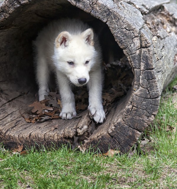 Lupul Alb, un personaj de poveste care trăiește și în lumea reală!