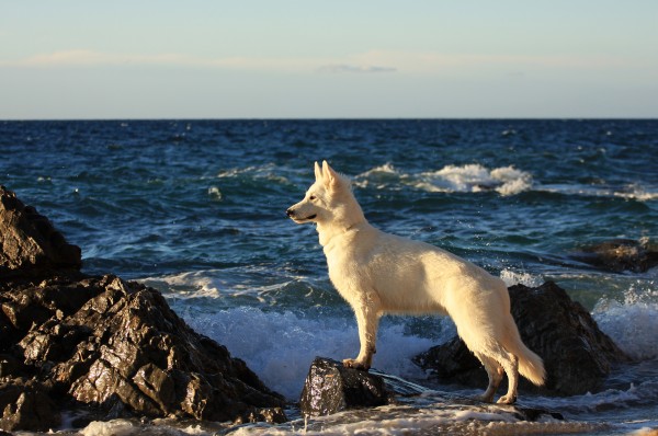 Lupul Alb, un personaj de poveste care trăiește și în lumea reală!
