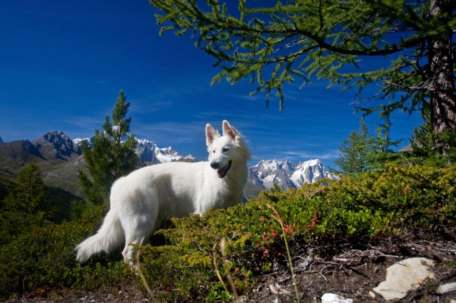 Lupul Alb, un personaj de poveste care trăiește și în lumea reală!