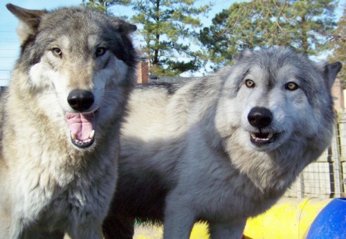 Lupul trăieşte acum în apartamentele oamenilor - Lupul Hibrid