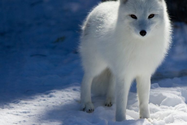 Poate nu stiai despre...vulpea polara!