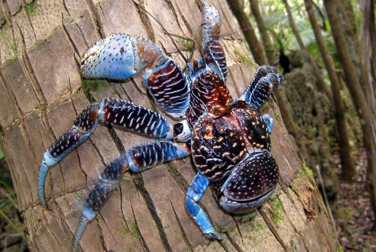 Crabul "Hercule" soarbe toata ziua suc de cocos si fura bijuteriile ...