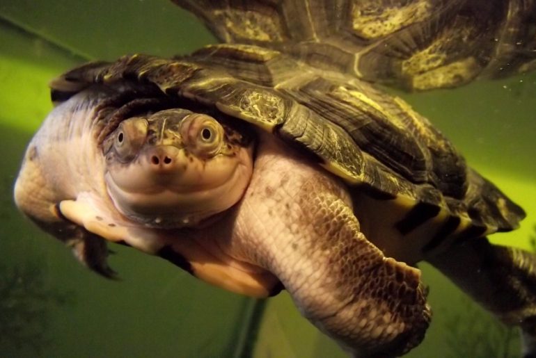 Broasca țestoasă un "nou trend" în alegerea animalului de companie ...