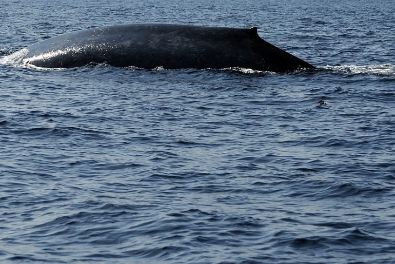 Sfarsit de an cu o salvare SPECTACULOASA: o balena albastra ...