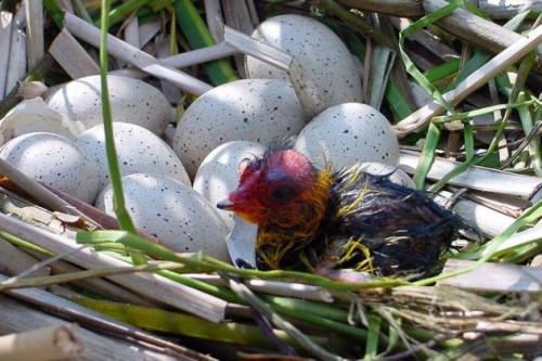 Am gasit un puisor. Ce fac cu el?