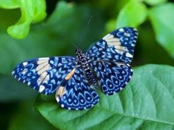 Cum trăiește un fluture? Viața acestor insecte - Animal Zoo