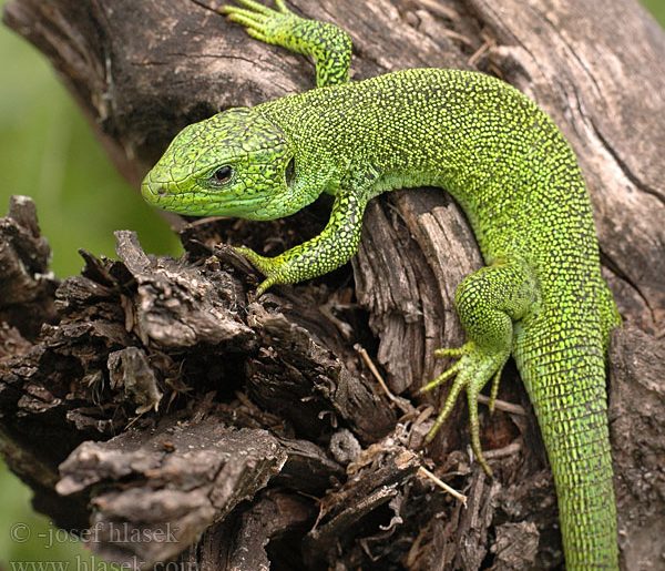 Gusterul, deloc fraier!