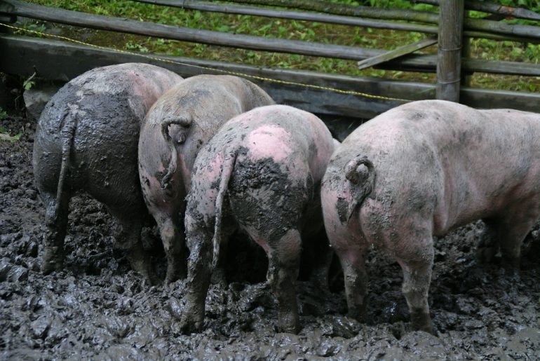 Porcii inruditi cu hipopotamii sau balenele?