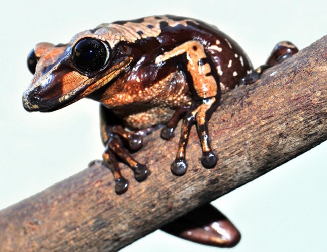Doua noi specii de broaste veninoase - Animal Zoo
