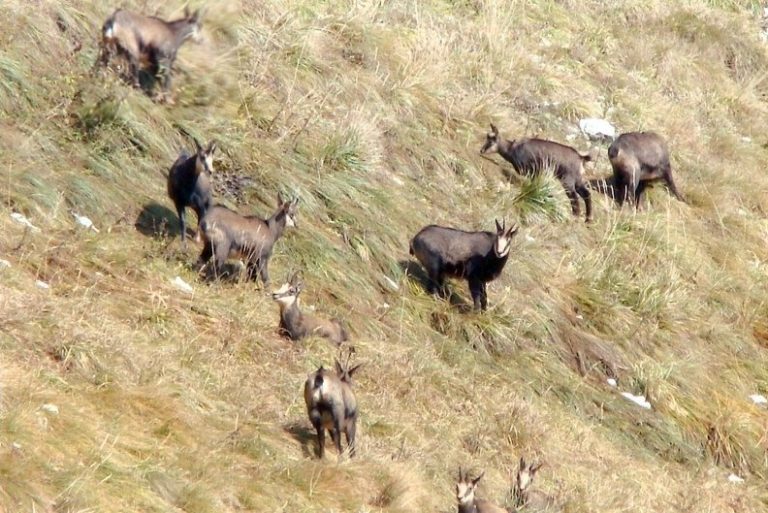 Caprele negre din Romania, in pericol!