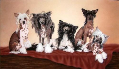 Avantaje si dezavantaje ale raselor de caini fara par