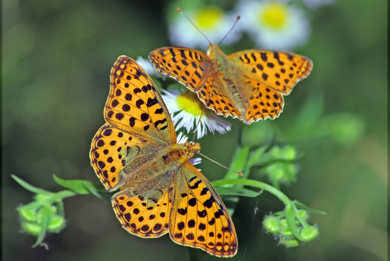 Sute de specii de fluturi ar putea disparea din cauza schimbarilor ...