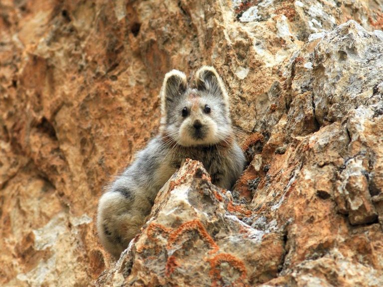 Ili pika - rarut, dar dragut!