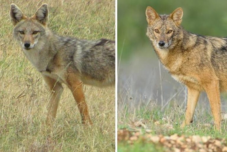 A fost descoperita o noua specie de lup