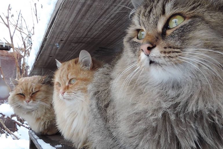 Gingasele pisici sau animale de prada in toata regula?