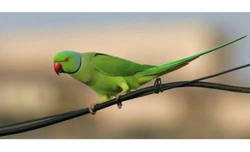 Vorbitorul din colivie - "Micul Alexandru" pentru companie!