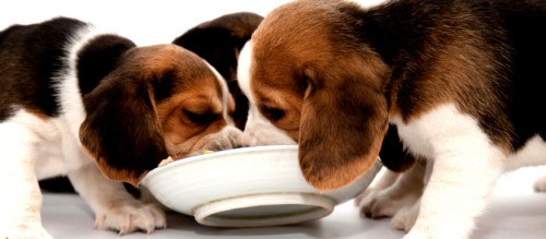 Medicul ne invata sa hranim corect animalul animalul