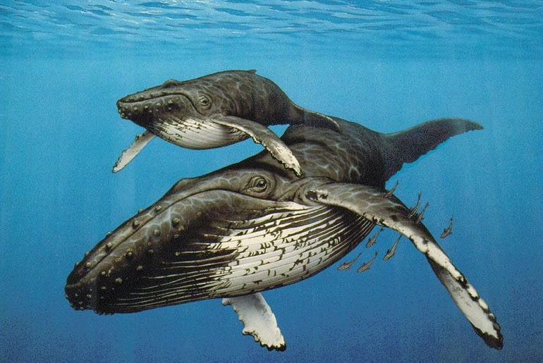 Un pui de balena cu cocoasa a fost salvat din incurcatura unei franghii ...