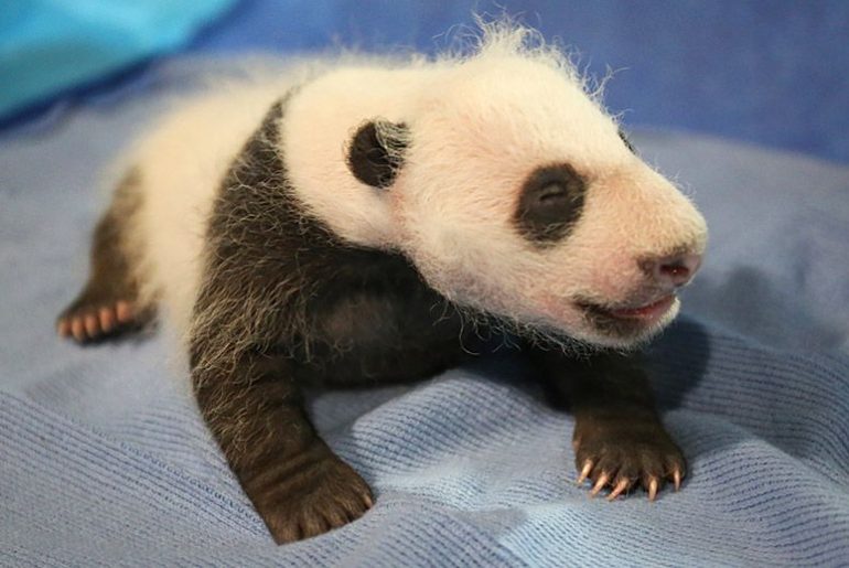 Puiul de panda gigant, Bei Bei, nascut in august la zoo din Washington ...