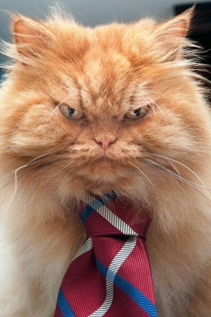 Pisicutele cuceritoare ale mediului virtual! Sa le cunoastem si noi...