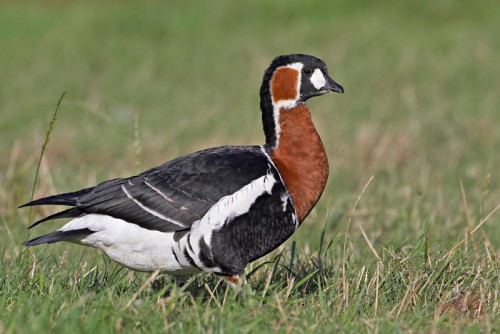 Prea multi sacali in Romania!