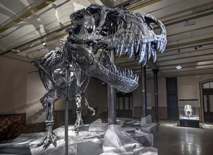 Schelet de dinozaur, vechi de 66 de milioane de ani, expus la Berlin