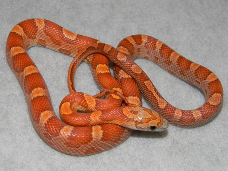 sarpe de porumb cap - Animal Zoo