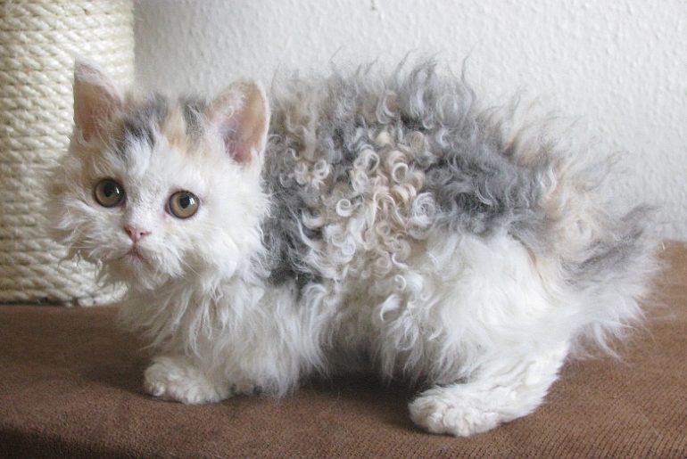 Stiti care este cea mai noua rasa de pisica domestica?