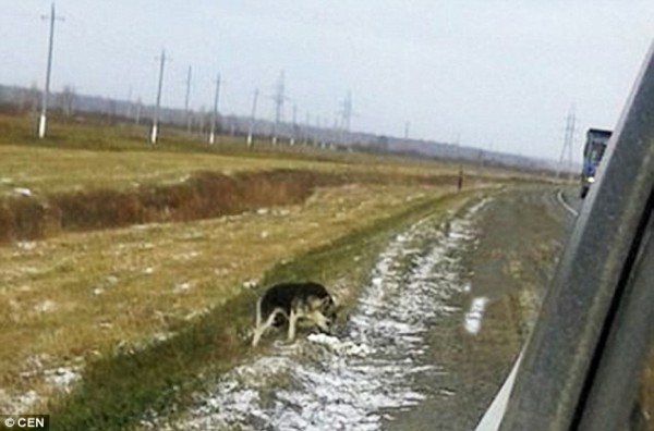UIMITOR! Uite ce face acest câine din LOIALITATE față de stăpâni ...