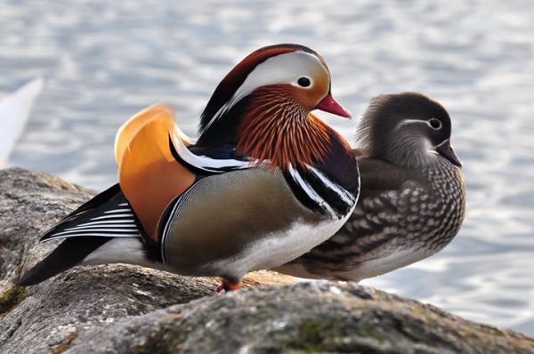Curcubeul Orientului Indepartat - rata mandarin sau rata Yin-Yang!