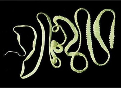 Viermi intestinali, la pisici