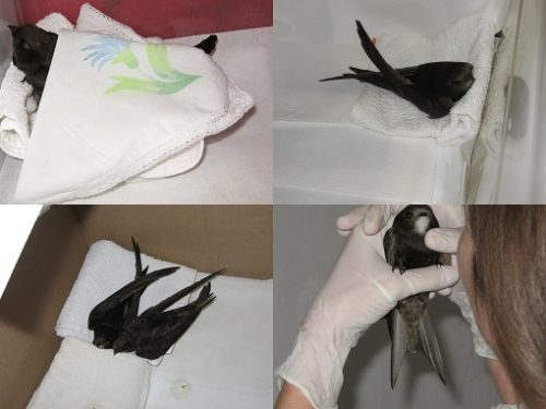 Despre drepneaua neagra - zburator iscusit si fara odihna