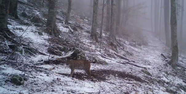 Imagini EXTREM DE RARE surprinse într-un Parc Național din România. Un ...