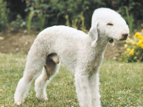 Iată care sunt RASELE DE CÂINI cele mai rar întâlnite! Imaginile ...