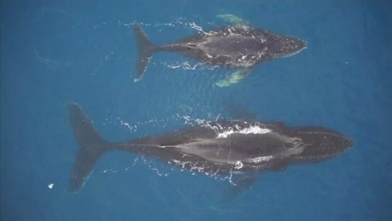 Au instalat camere video pe balene din Antarctica. Uite ce au ...