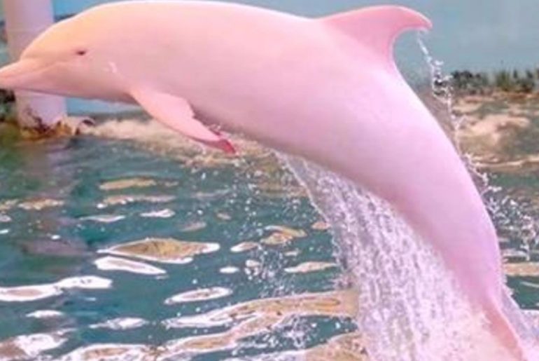 Fotografii magice care dau fiori întregii lumi - Animal Zoo