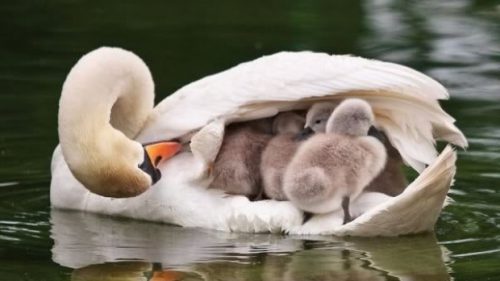 Opt pui de lebădă au DISPĂRUT din Parcul Titan. Robert Negoiță face ...