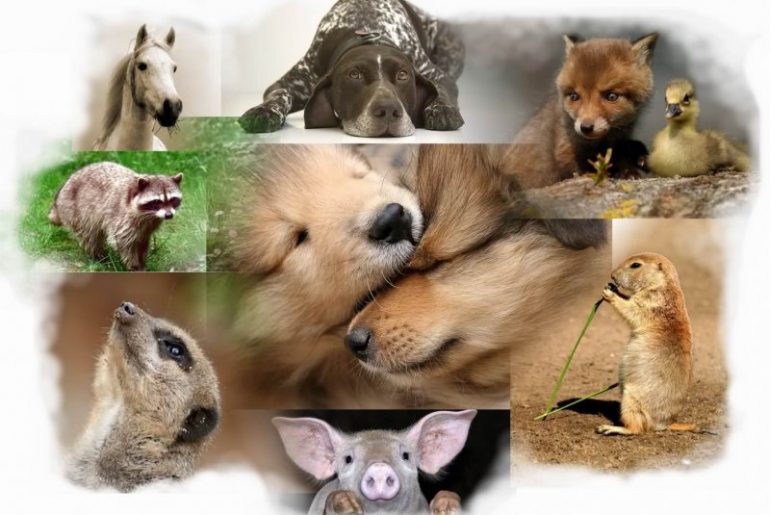 Uite de ce animalele văd lumea diferit faţă de oameni - Animal Zoo