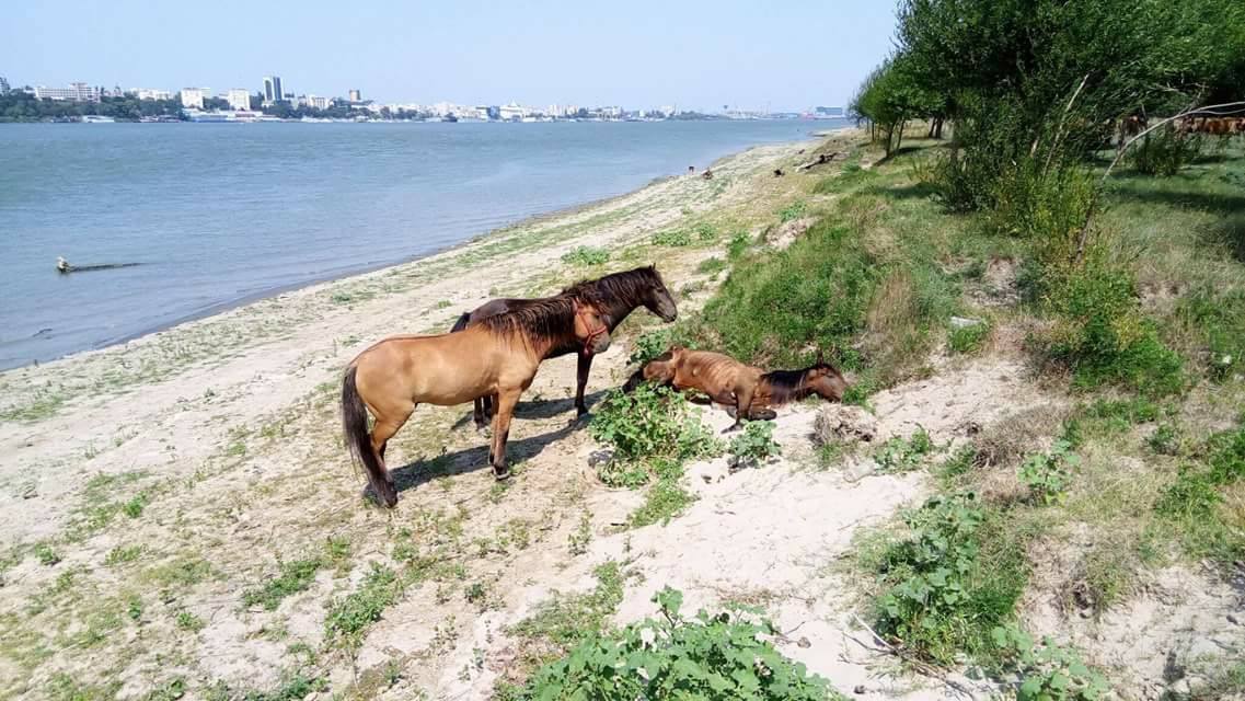 Iapă RĂNITĂ și FLĂMÂNDĂ, abandonată pe plajă - Animal Zoo
