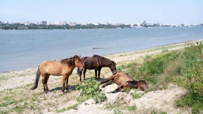 Iapă RĂNITĂ și FLĂMÂNDĂ, abandonată pe plajă - Animal Zoo