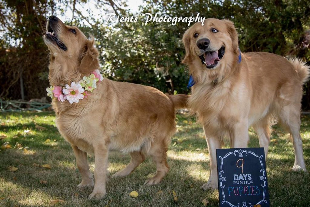 catelusa 3 - Animal Zoo