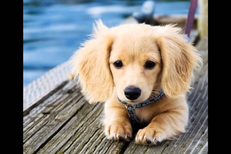 Deparazitarea interna la PUIUL DE CÂINE corect, eficient şi fără ...