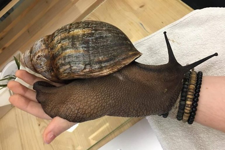 MELCUL care a devenit VIRAL. Așa ceva nu ai mai văzut vreodată până ...