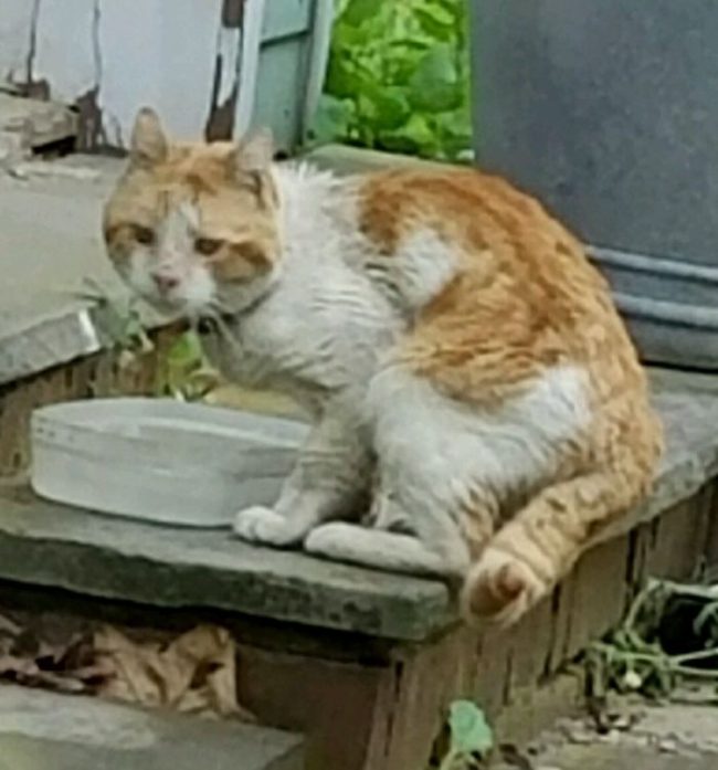 Povestea lui Wesley - Animal Zoo