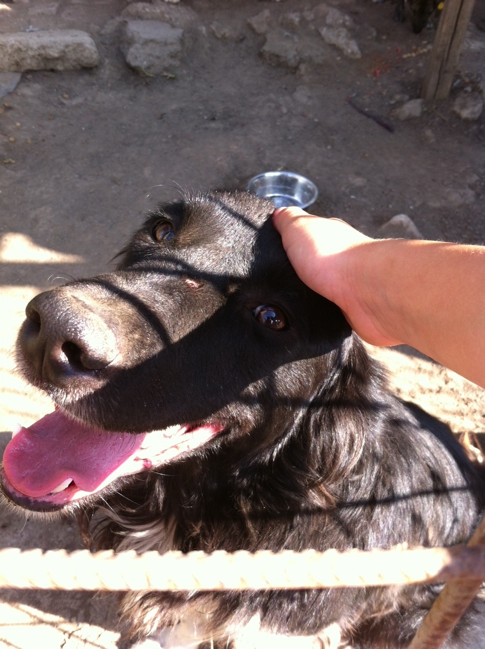 negruțu - Animal Zoo